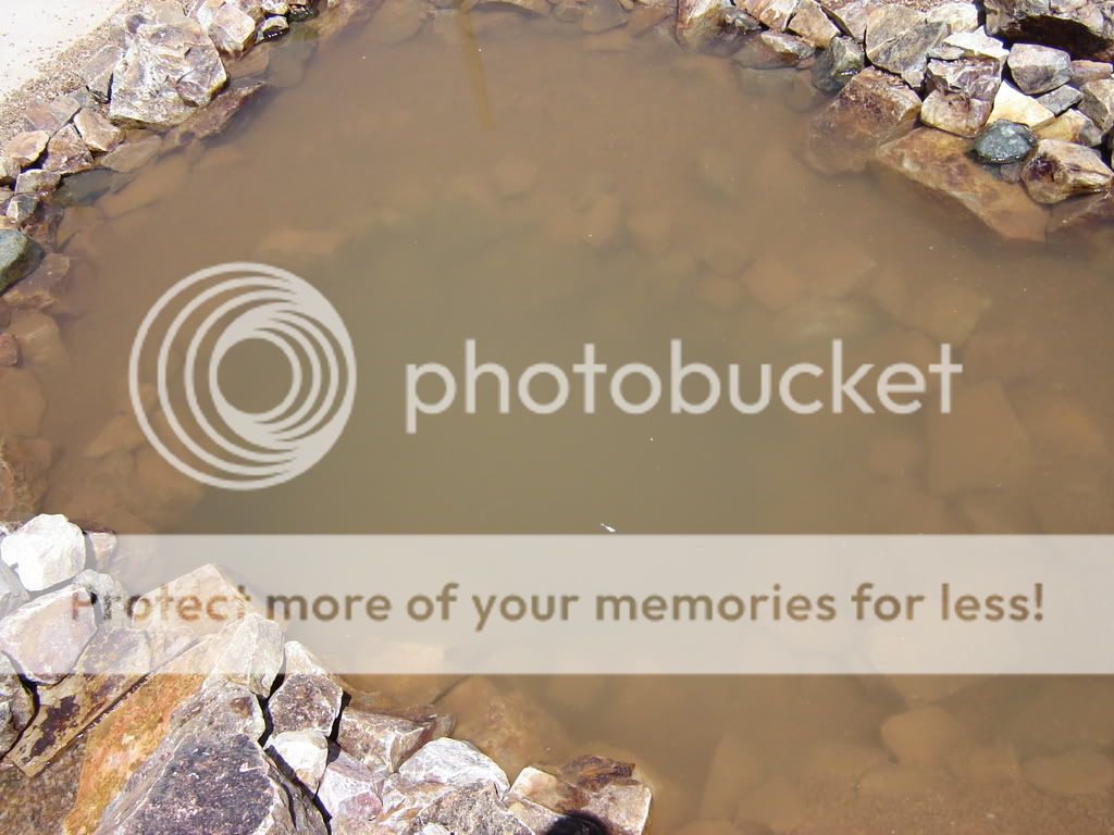 Big pond with long waterfall- very cool, very natural ...
