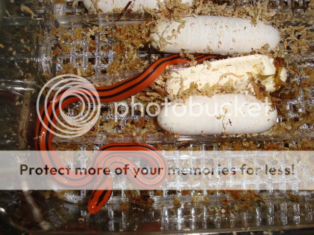 F2 O.p.coxi starting to hatch. | Reptile Forums