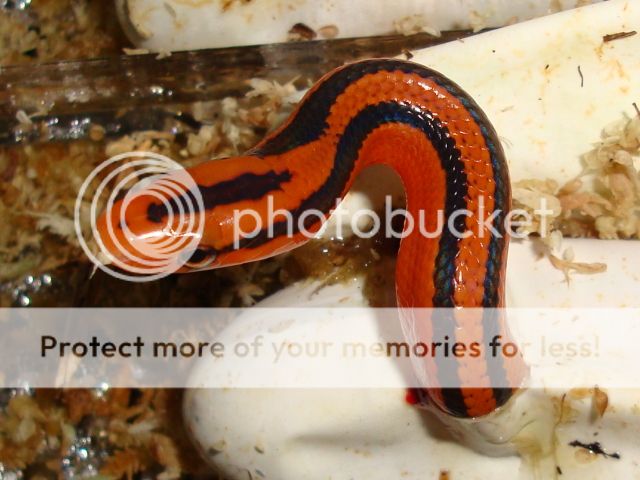 F2 O.p.coxi starting to hatch. | Reptile Forums