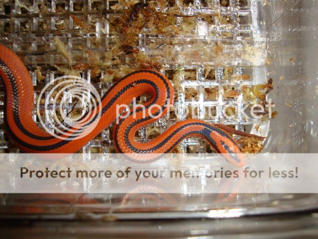 F2 O.p.coxi starting to hatch. | Reptile Forums