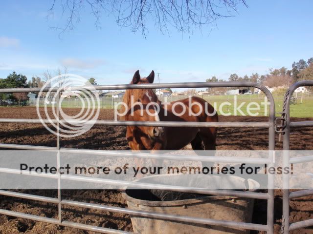 Anyone here feed Stable Mix? - Horse Care - Chronicle Forums